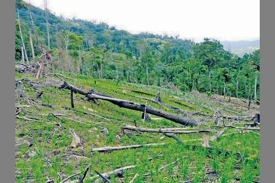 5,000 reserve forest trees chopped in Ctg | The Financial Express