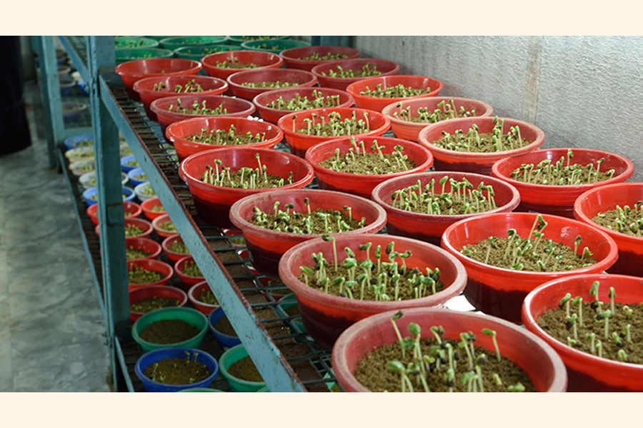 Plant breeding: an ingenious human innovation | The Financial Express