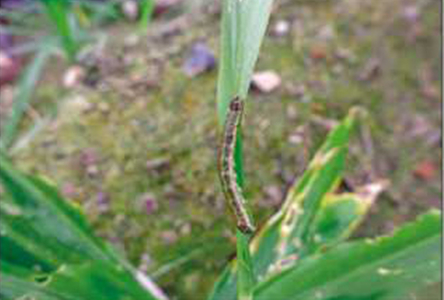 BARI alerts farmers to pest infestation in ginger crops | The Financial ...