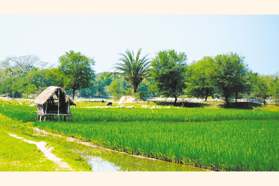 Why some people feel drawn to native villages | The Financial Express