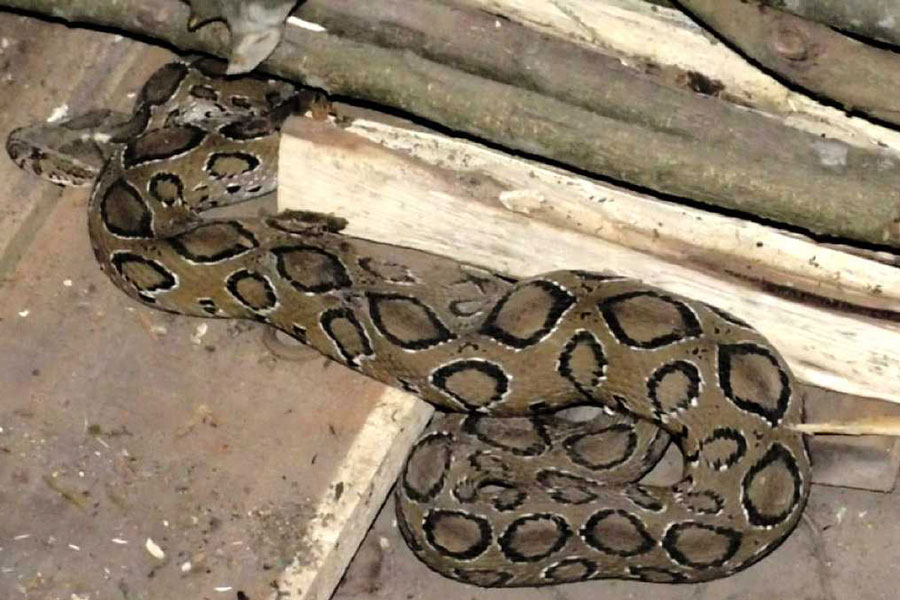 A new menace – Russel's viper | The Financial Express