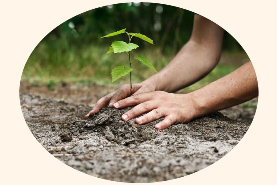 Infiltration of native plant species | The Financial Express