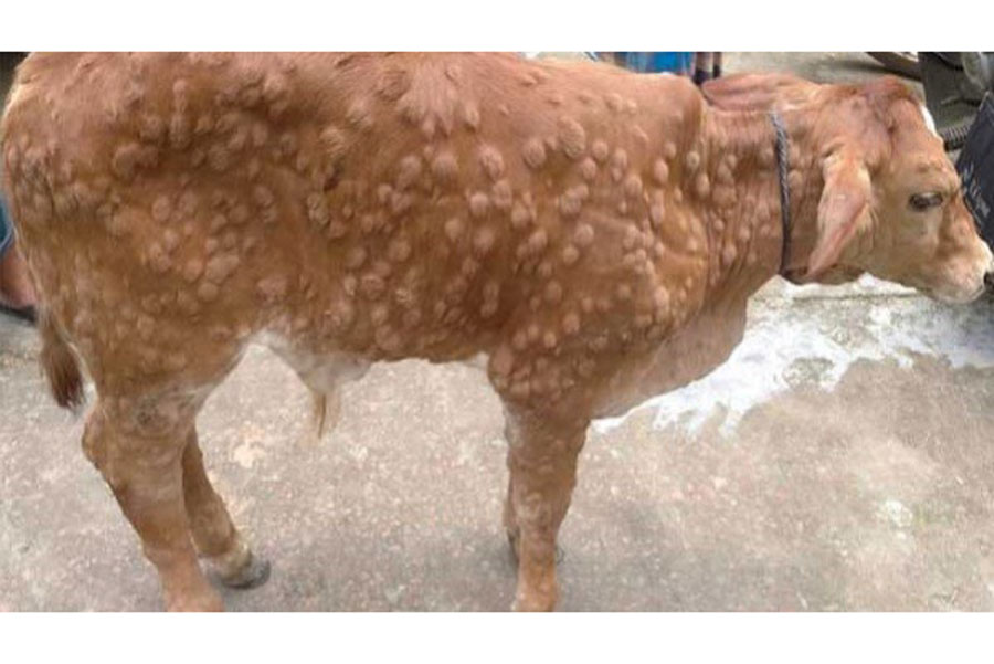 Outbreak of lumpy skin disease in Thakurgaon worries farmers | The ...