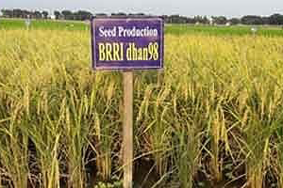 BRRI dhan 98 harvested in 100 days, unlocking quadruple crop ...