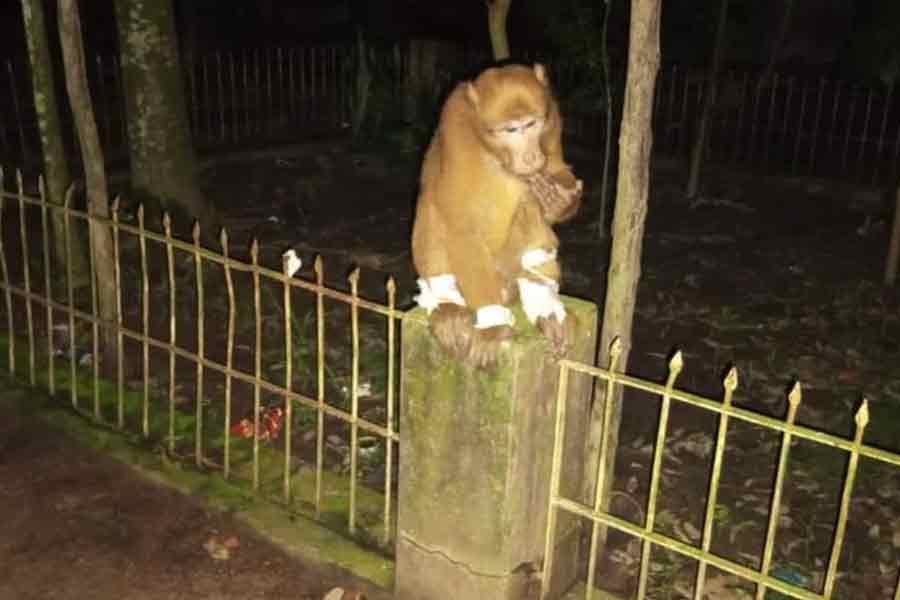 Injured monkey goes to hospital twice for treatment | The Financial Express