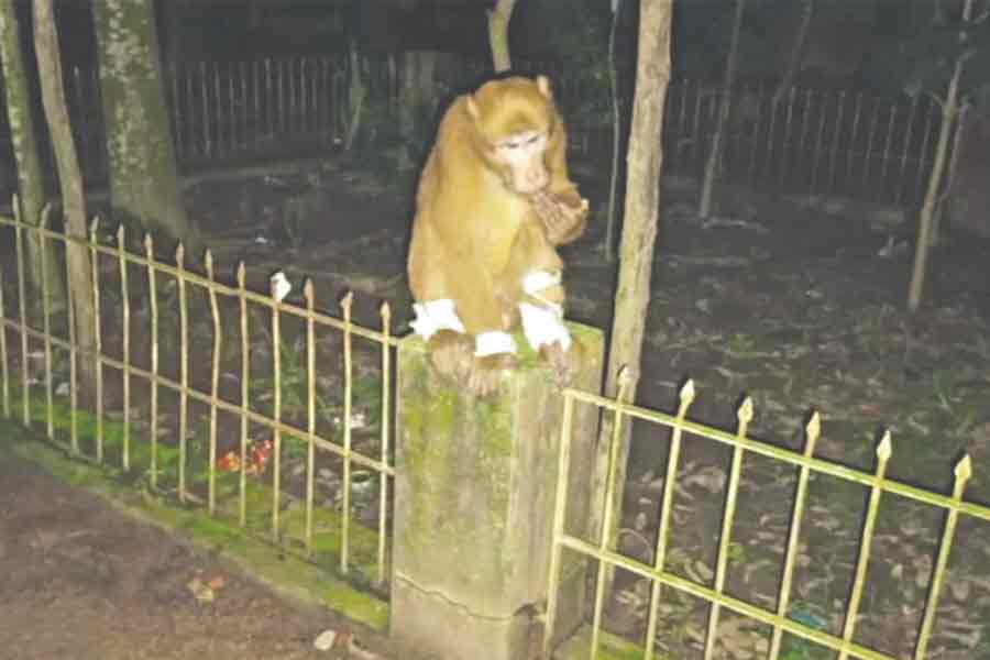 The sad and sweet story of a monkey | The Financial Express