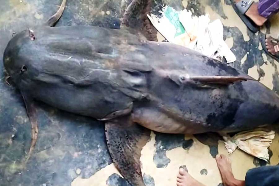 79-kg Baghair fish sold at Tk 60,000 in Sylhet | The Financial Express