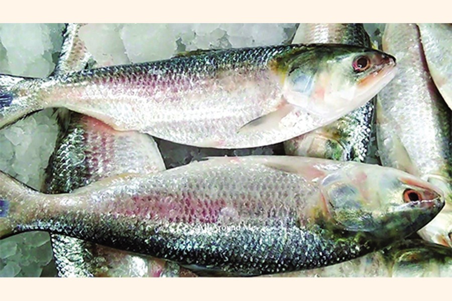 Govt allows export of around 4000 tonnes of hilsa to India | The ...