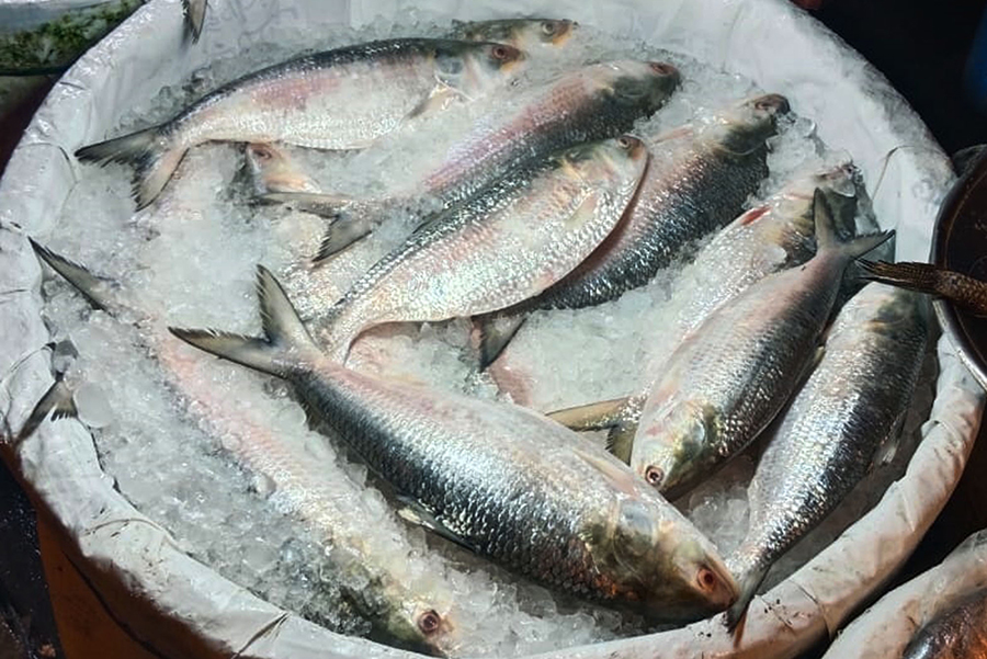 173 tonnes of Hilsa exported to India in three days through Benapole ...