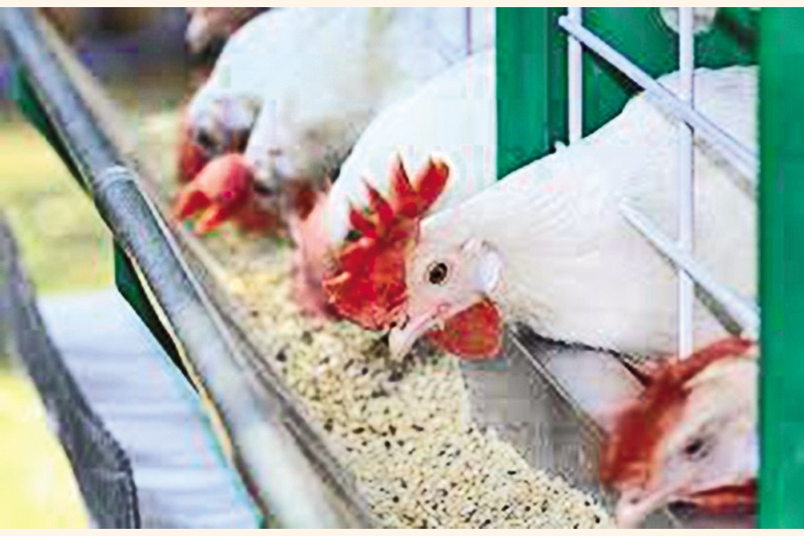 Key poultry feed ingredient gets yet more tax waiver | The Financial ...