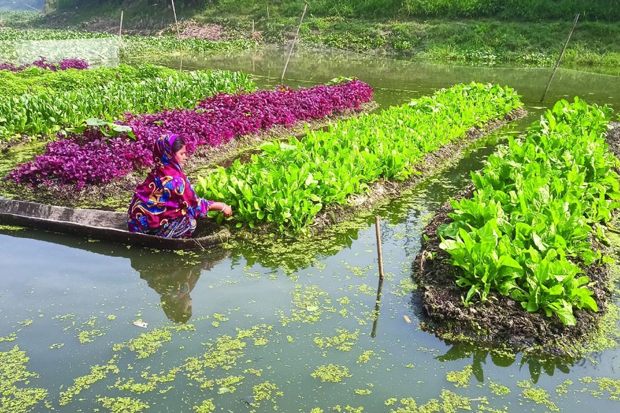 Vegetable farming on floating beds makes Jashore fishermen self-reliant ...