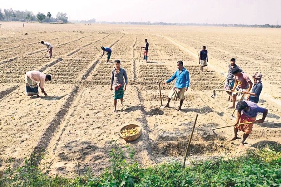 Future of agri-tech in Bangladesh | The Financial Express