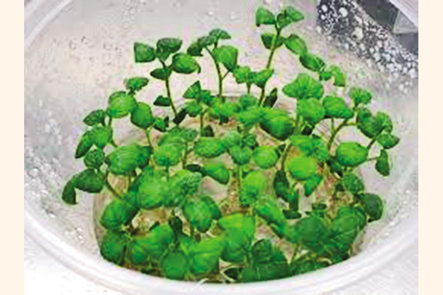Seed potatoes: Tissue culture reg mandatory for commercial production ...