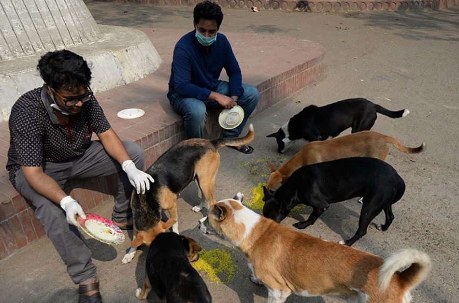 Caring for stray animals in winter | The Financial Express