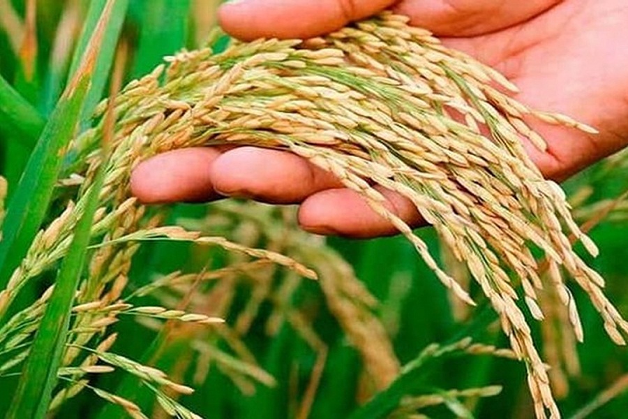 BRRI scientists discover two novel rice varieties | The Financial Express