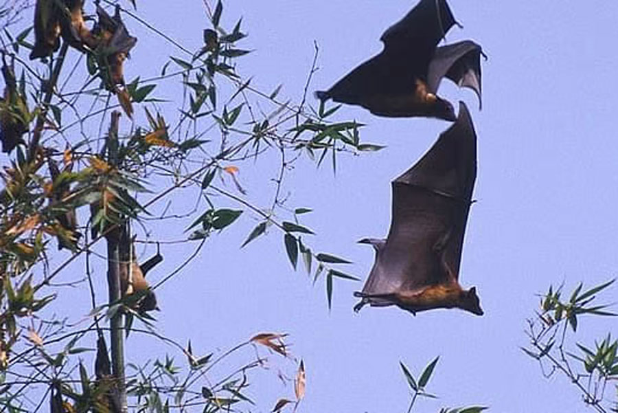 Manikganj man dies from Nipah virus infection, first in Bangladesh this ...