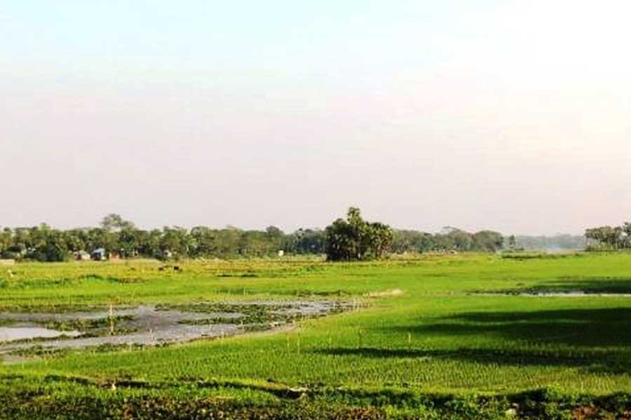 Paddy cultivation on Chandpur riverbanks: Farmers eye bumper harvest ...