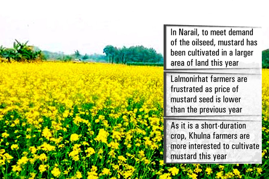 Narail, Lalmonirhat, Khulna farmers eye bumper mustard output | The Financial Express