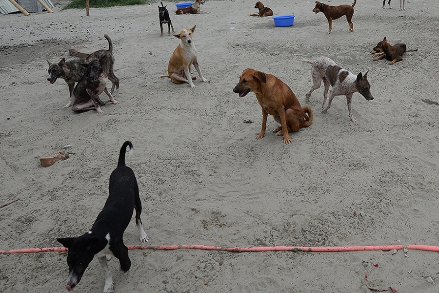 Dipanwita Ridi's journey in establishing first animal shelter of ...