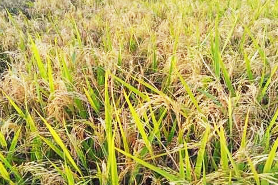 Red alert as heavy rains raise fears of rice blast | The Financial Express