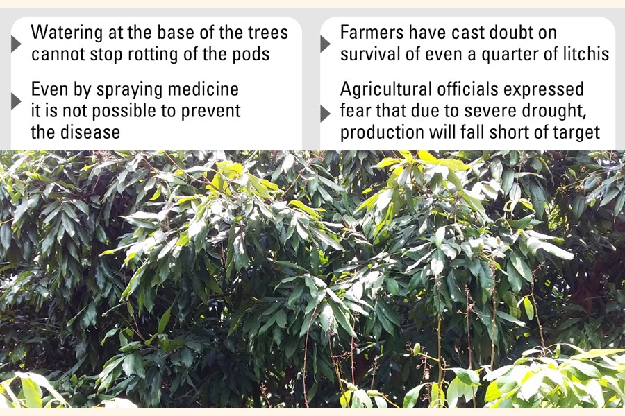 Litchi, mango pods withering for persistent drought | The Financial Express