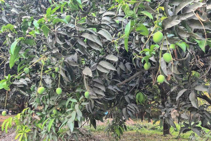 Fear of fruit failure grips mango growers in Chapainawabganj | The ...