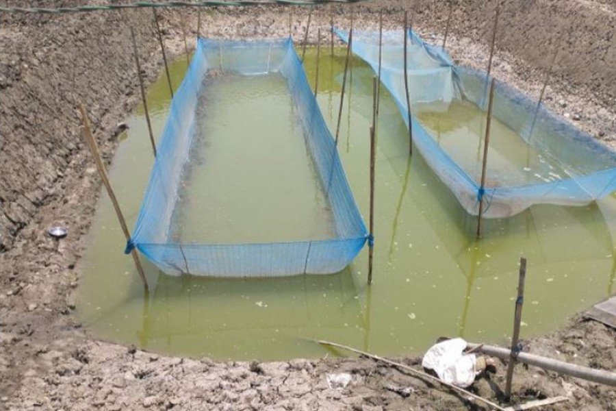 Fish fry dying amid searing heat in Jashore hatcheries | The Financial ...