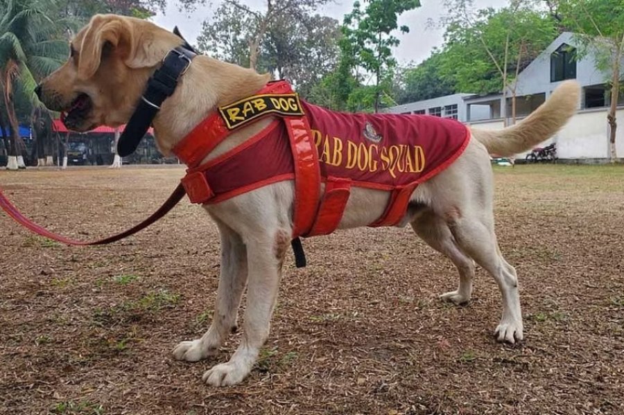 RAB dog gets award for heroic role | The Financial Express