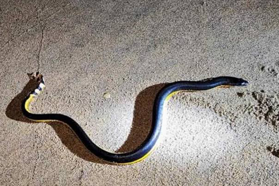 Poisonous sea snakes wash up on Cox’s Bazar beach | The Financial Express