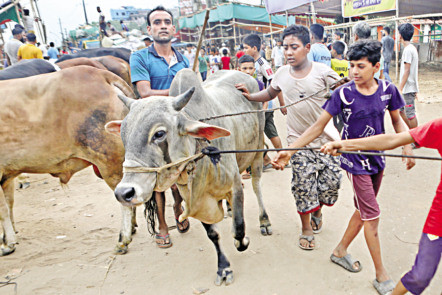 Cattle markets bustling in city | The Financial Express