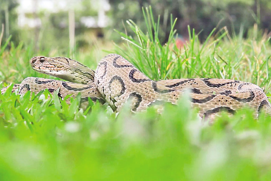 Venomous snakes in our vicinity | The Financial Express