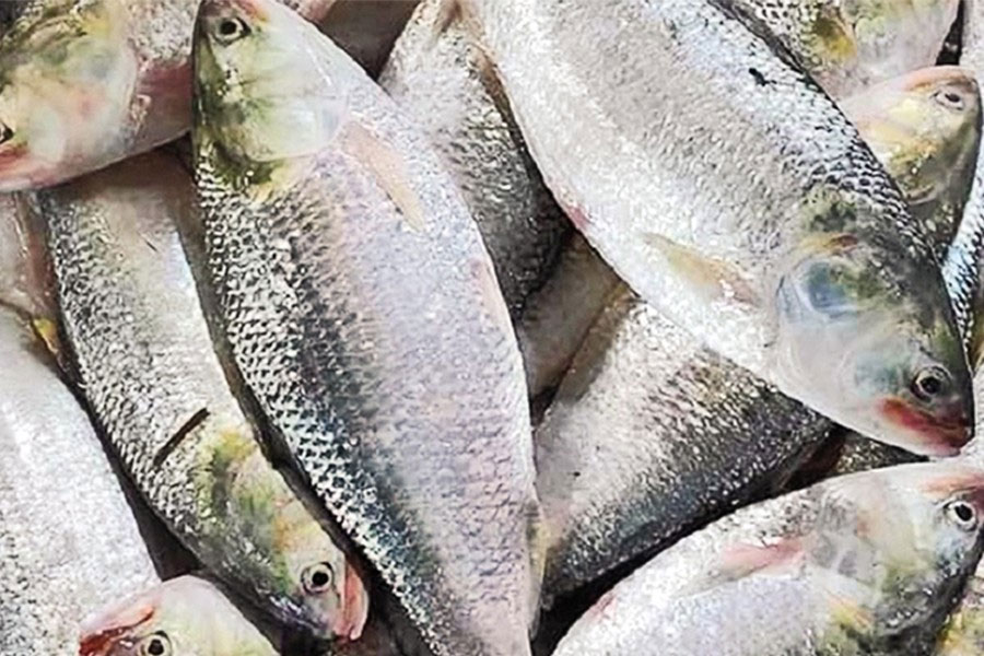 Unpredictable hilsa | The Financial Express