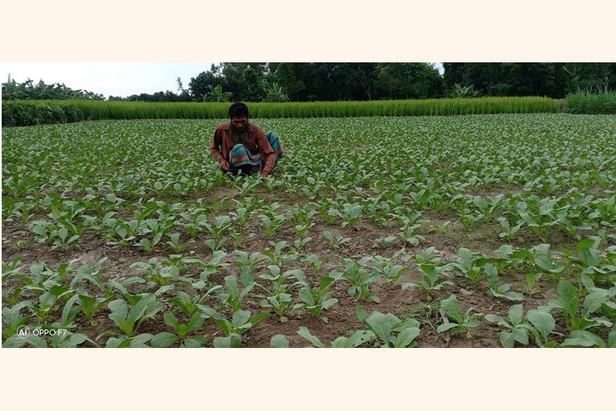Rangpur farmers set sight on early winter vegetables | The Financial ...