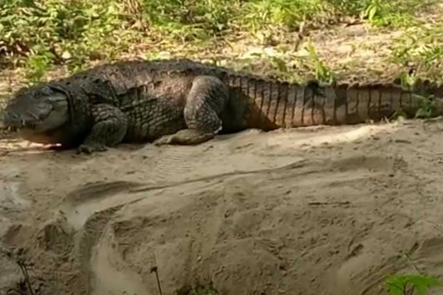 Crocodile lays eggs at Khan Jahan Ali shrine | The Financial Express