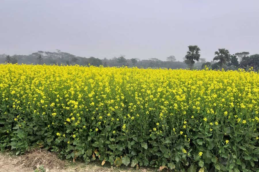 ‘Mustard production up by Tk 30b worth in just a year’ | The Financial ...