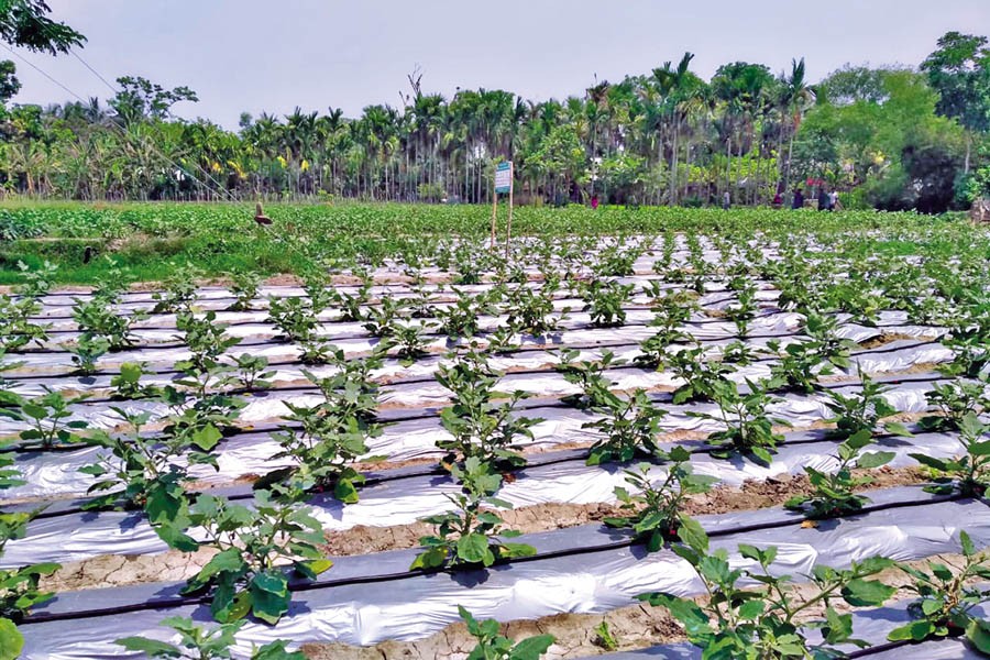 Coastal Koyra caught in mishandling of canals | The Financial Express