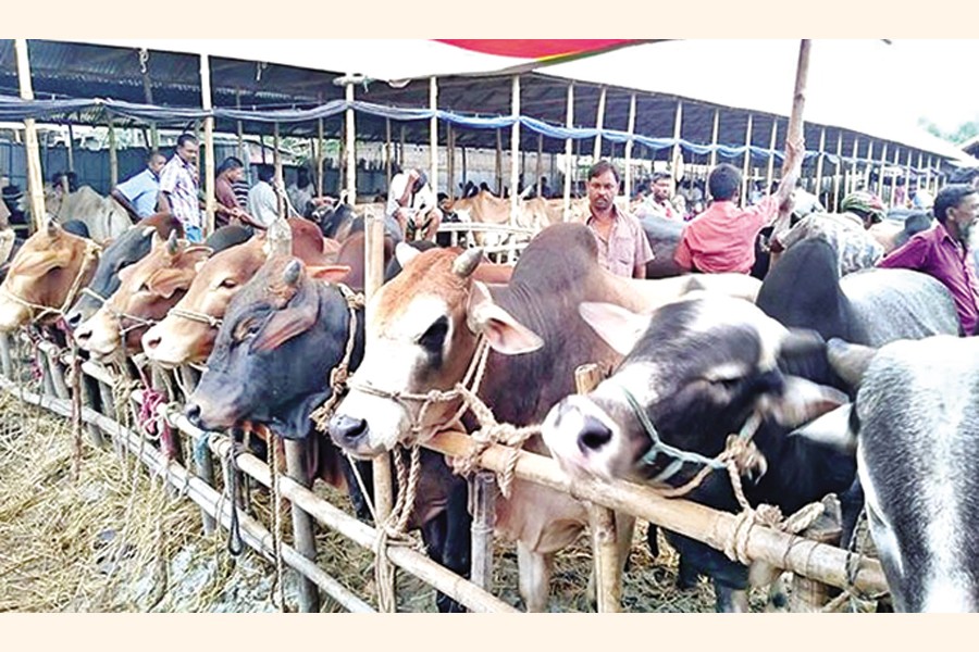 DSCC, DNCC to set up 16 cattle haats this Eid | The Financial Express