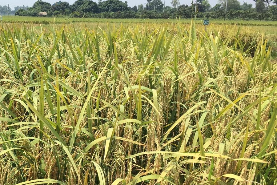 Climate-resilient BINA Dhan-25 giving new hope to farmers | The ...