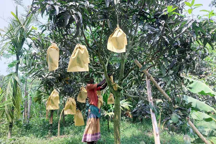Fruit-bagging method ensures quality mango production | The Financial ...