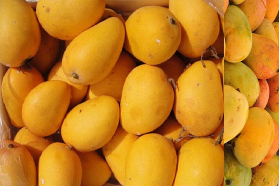Haribhanga mango becoming famous globally | The Financial Express