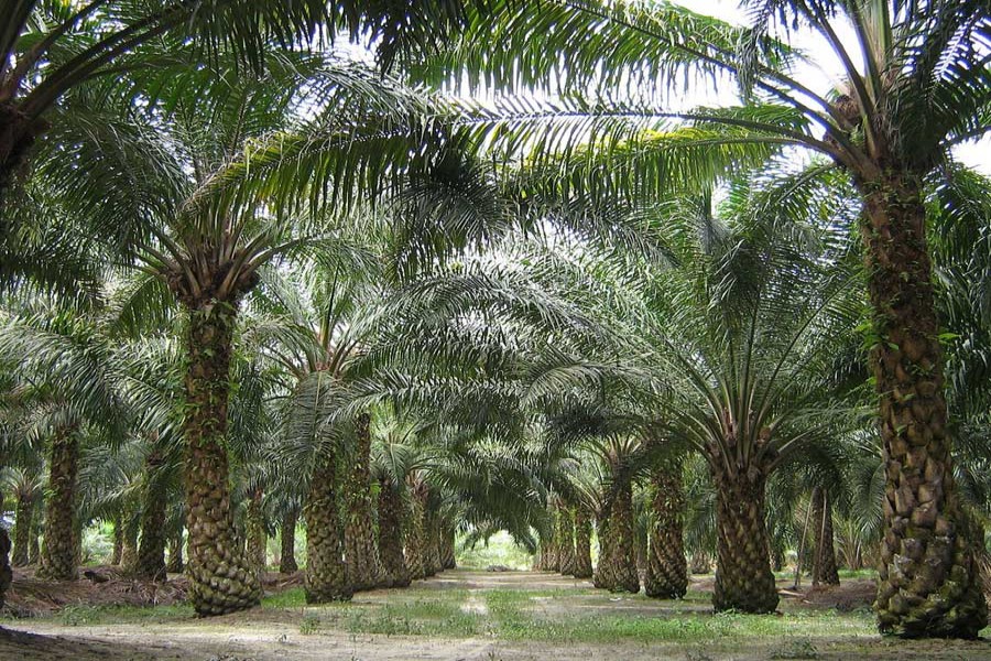 The evolution of Malaysian palm oil industry | The Financial Express