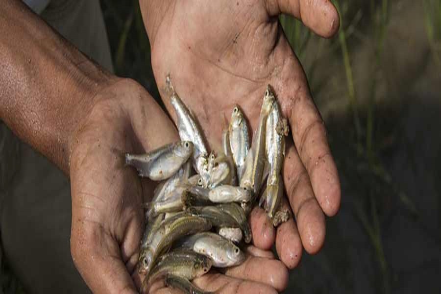 Indigenous fish species face extinction in Netrakona | The Financial ...