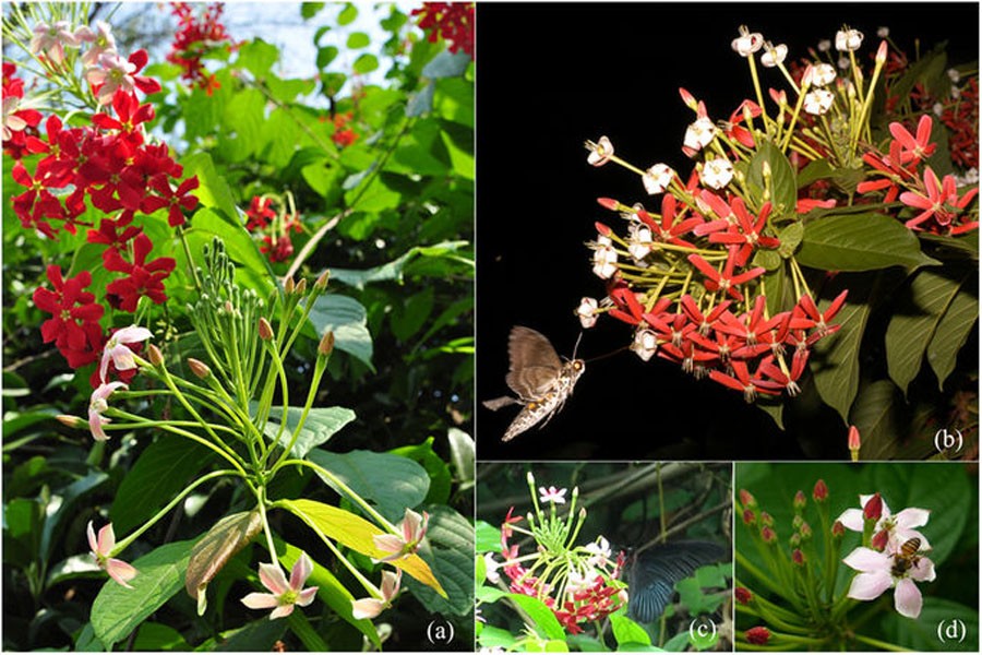Pollinators use multiple cues to recognise flowers: Study | The ...