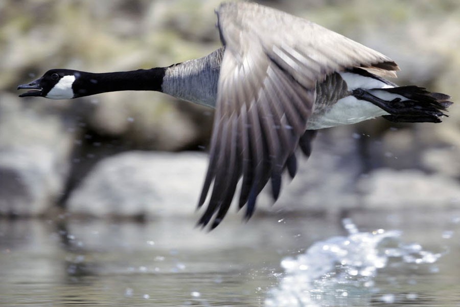 Dead goose falls from sky, knocks hunter unconscious | The Financial ...