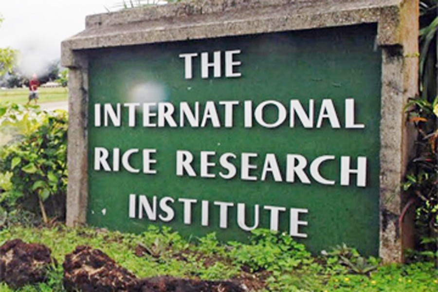 IRRI invents tool to stop bacterial blight outbreak | The Financial Express