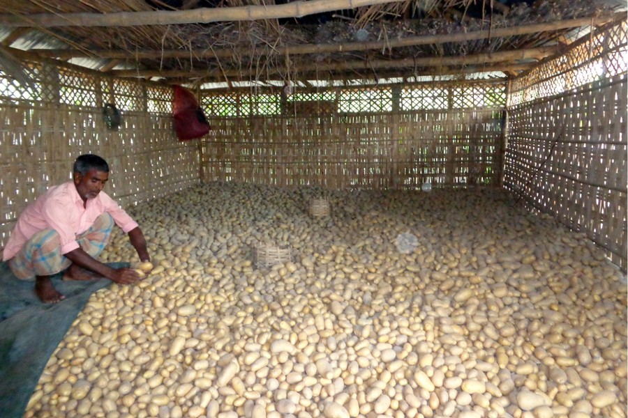 Rangpur farmers storing potato in natural cold storages | The Financial Express