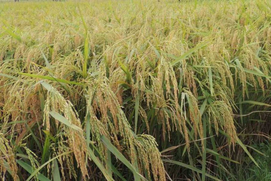 BRRI develops two high yielding rice varieties | The Financial Express