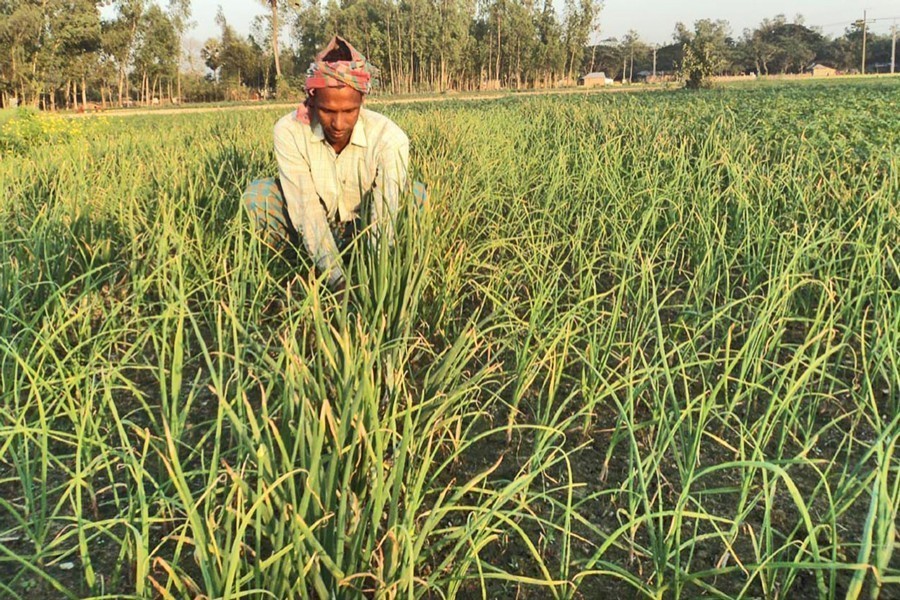 Triple-cropping soars 83pc in 17 years | The Financial Express