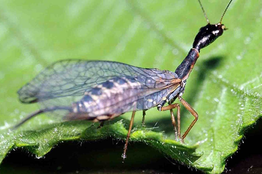 Living on an earth without insects | The Financial Express