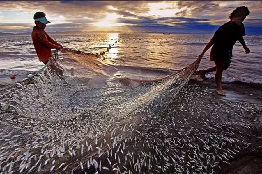 ‘475 species of fish in Bay of Bengal’ | The Financial Express